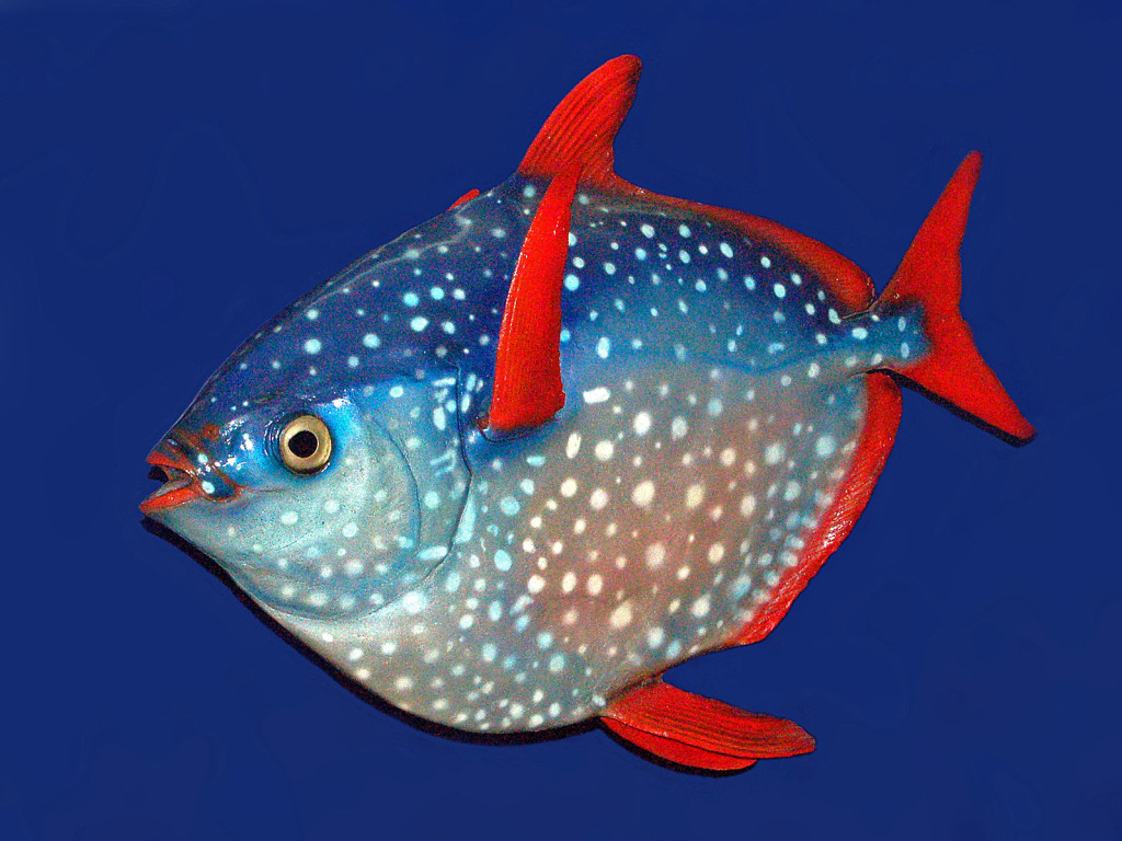 Names of the Week 2015 | The ETYFish Project