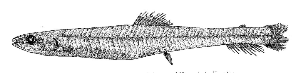 Names of the Week 2015 | The ETYFish Project