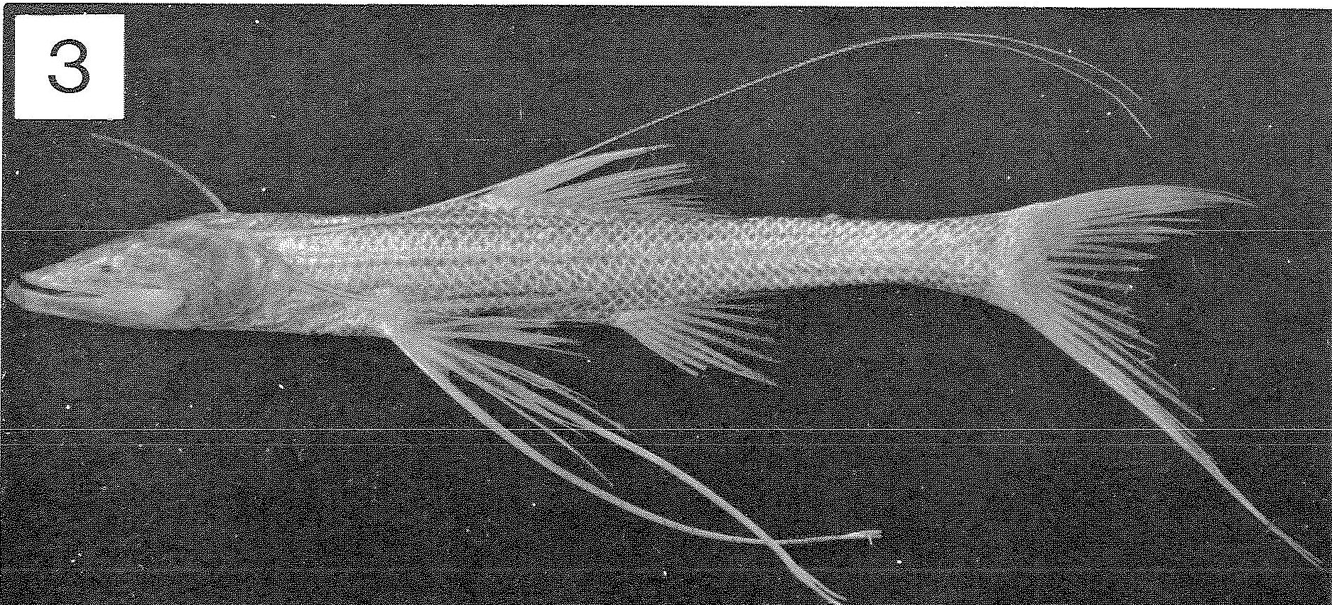 Names of the Week 2016 | The ETYFish Project