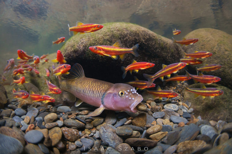 Name of the Week 2017 | The ETYFish Project