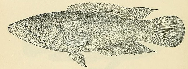 Names of the Week 2018 | The ETYFish Project