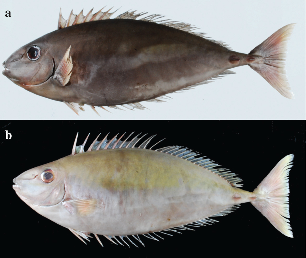 Name of the Week 2020 | The ETYFish Project