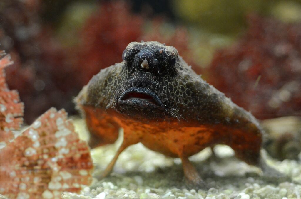 Name of the Week 2020 | The ETYFish Project