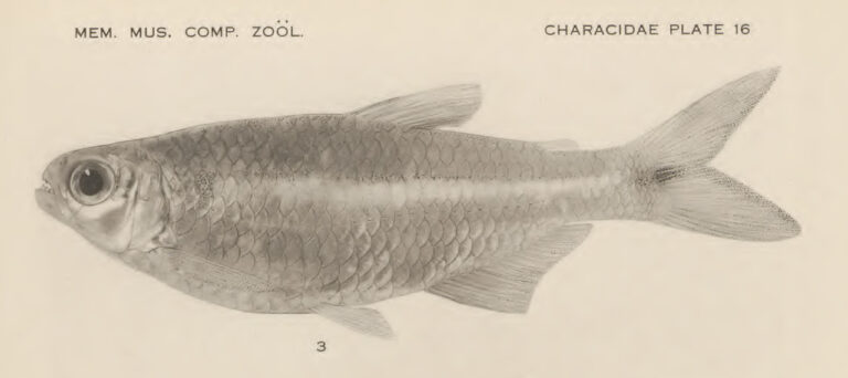 Name of the Week 2021 | The ETYFish Project