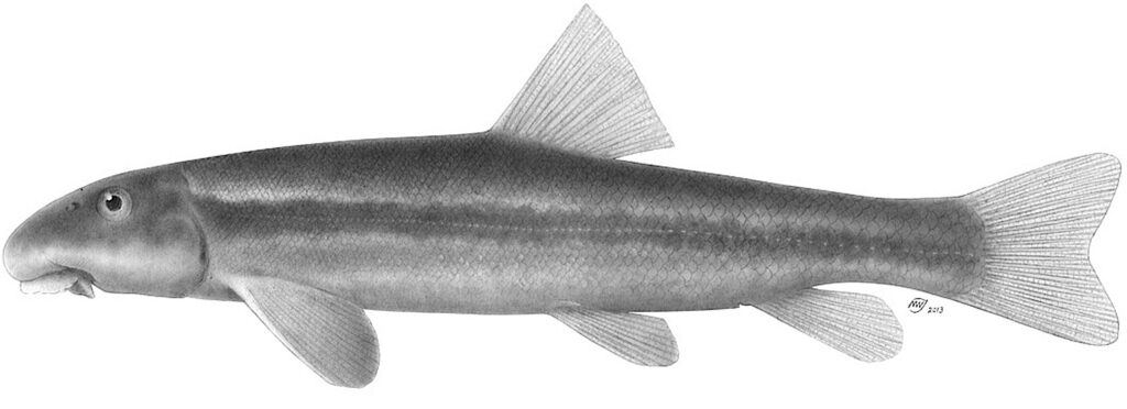 Name of the Week 2022 | The ETYFish Project