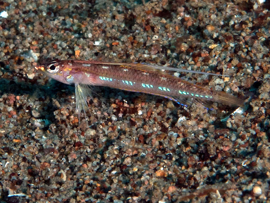 Name of the Week 2022 | The ETYFish Project