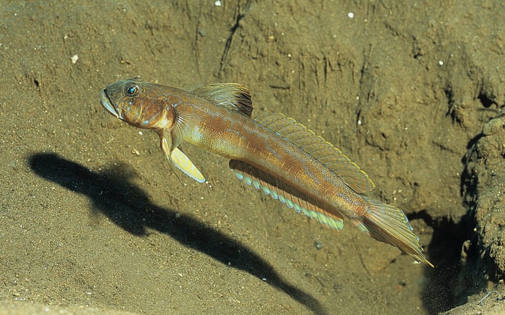Name of the Week 2022 | The ETYFish Project
