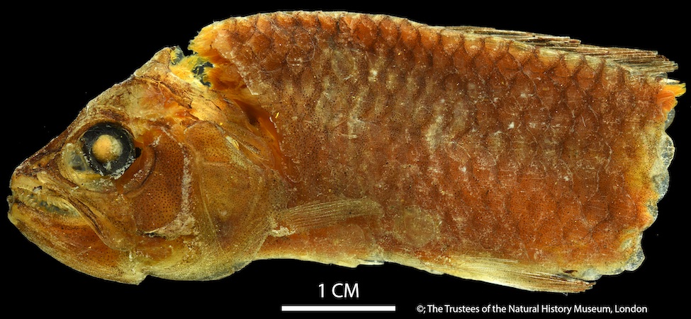 Name of the Week 2023 | The ETYFish Project