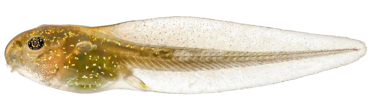 Name of the Week 2024 | The ETYFish Project
