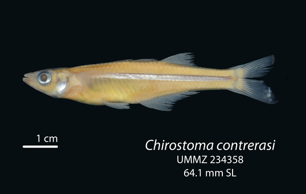 Name of the Week 2024 | The ETYFish Project