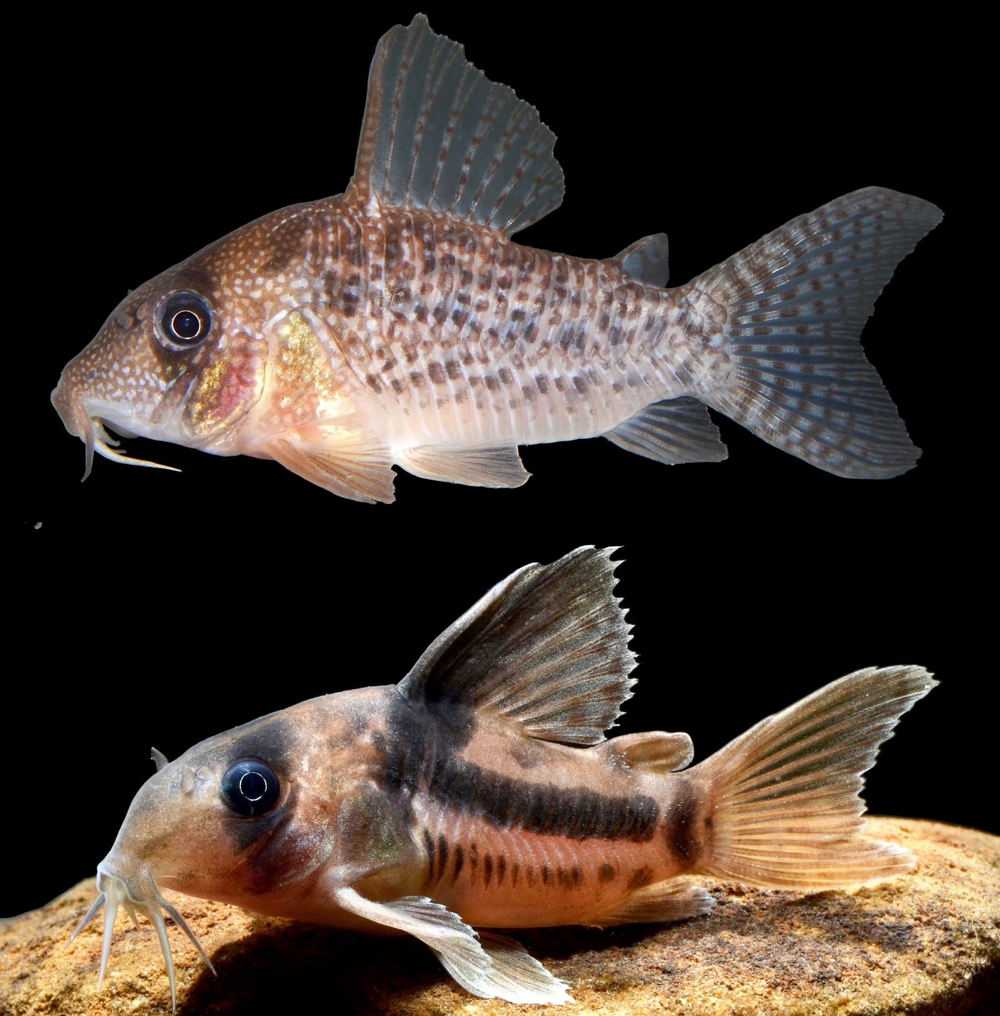 Name of the Week 2025 | The ETYFish Project