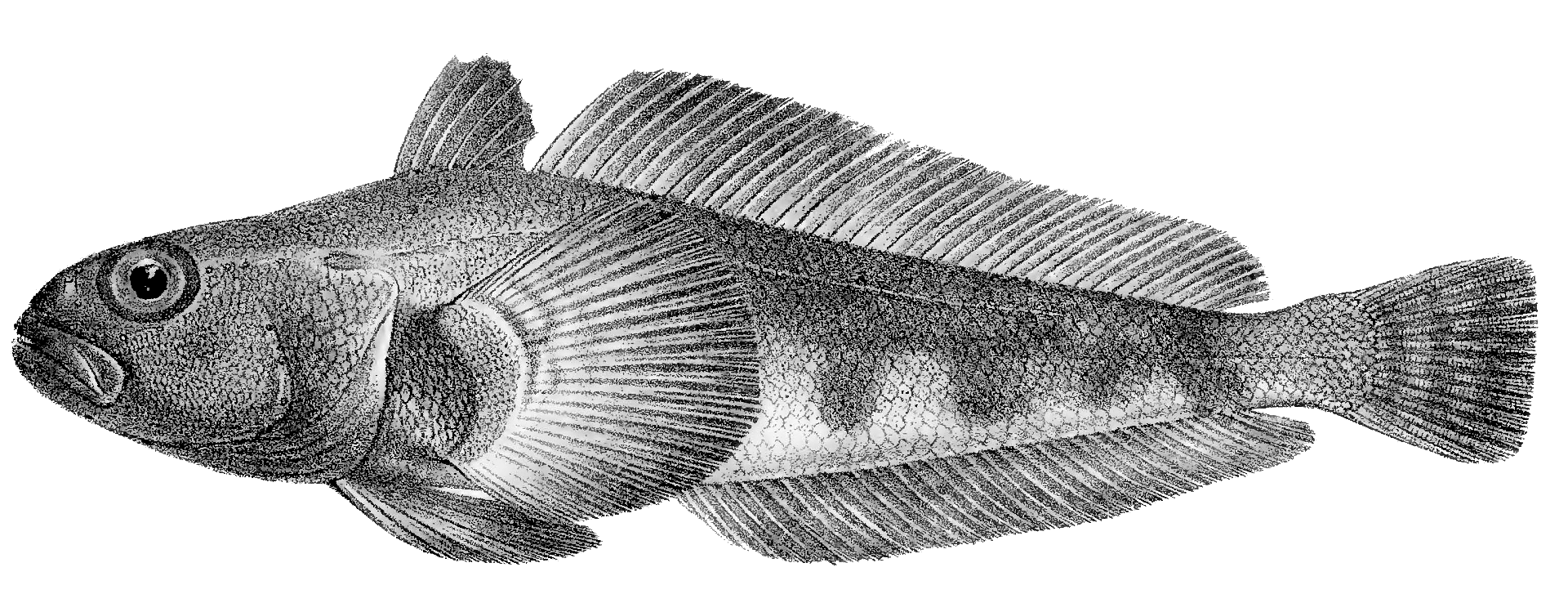 Name of the Week 2025 | The ETYFish Project